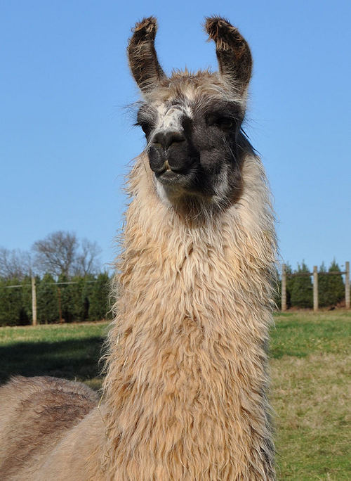 Hidden Oaks Llama Ranch