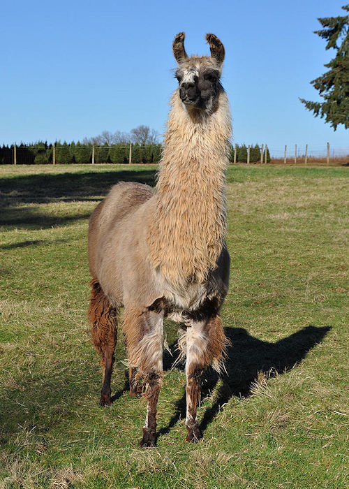 Hidden Oaks Llama Ranch