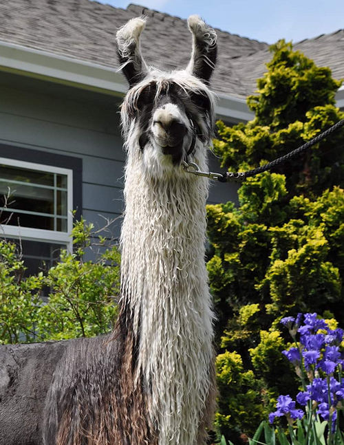Hidden Oaks Llama Ranch