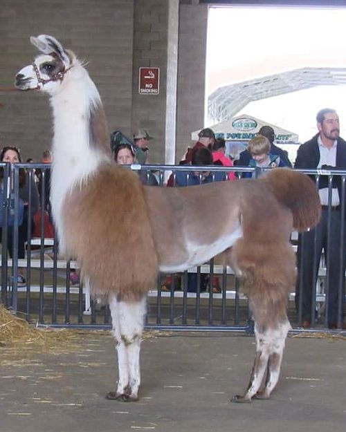 Hidden Oaks Llama Ranch