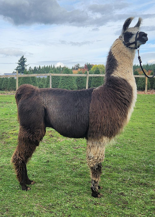 Hidden Oaks Llama Ranch