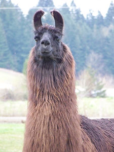 Hidden Oaks Llama Ranch