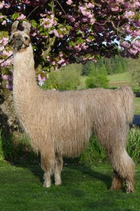 Hidden Oaks Llama Ranch