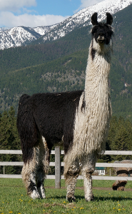 Hidden Oaks Llama Ranch