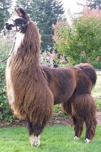 Hidden Oaks Llama Ranch