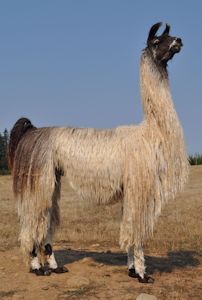 Hidden Oaks Llama Ranch