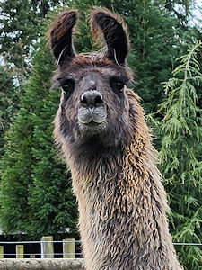 Hidden Oaks Llama Ranch