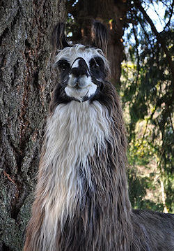 Hidden Oaks Llama Ranch