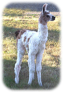 Hidden Oaks Llama Ranch